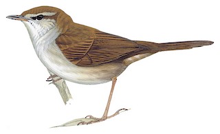 Cetti's Warbler - Cettia cetti - Birds of the World