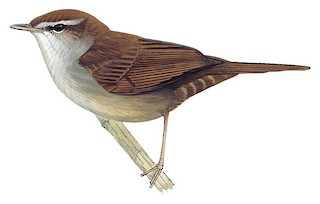 Cetti's Warbler - Cettia cetti - Birds of the World