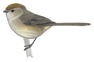 Aegithalidae - Long-tailed Tits - Birds of the World