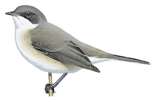 Lesser Whitethroat - Curruca curruca - Birds of the World