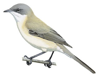 Lesser Whitethroat - Curruca curruca - Birds of the World