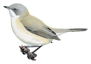 Lesser Whitethroat - Curruca curruca - Birds of the World