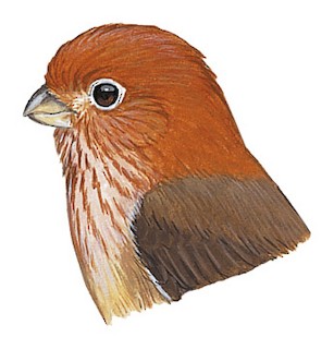 Brown-winged Parrotbill - Suthora brunnea - Birds of the World