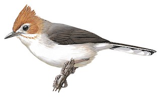 Zosteropidae - White-eyes, Yuhinas, and Allies - Birds of the World