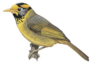 Zosteropidae - White-eyes, Yuhinas, and Allies - Birds of the World