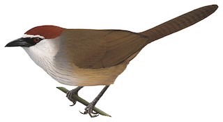 Timaliidae - Tree-Babblers, Scimitar-Babblers, and Allies - Birds of ...