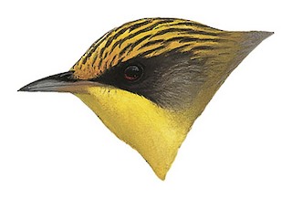 Golden Babbler - Cyanoderma chrysaeum - Birds of the World