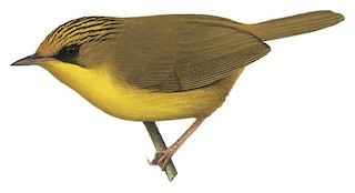 Timaliidae - Tree-Babblers, Scimitar-Babblers, and Allies - Birds of ...