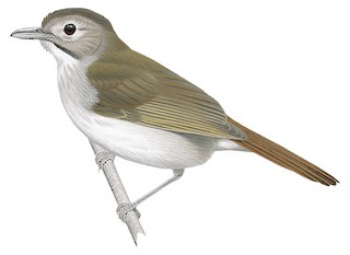 Moustached Babbler - Malacopteron magnirostre - Birds of the World