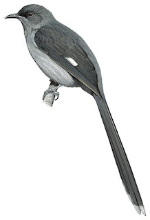 Leiothrichidae - Laughingthrushes and Allies - Birds of the World