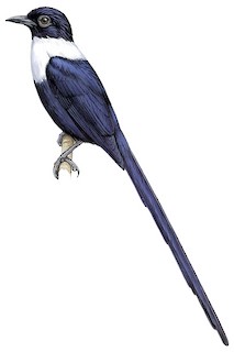 Sturnidae - Starlings - Birds of the World