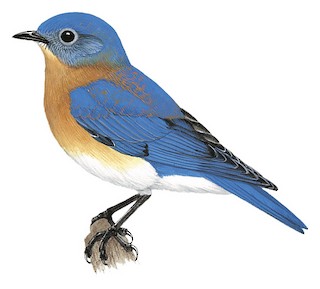 Turdidae - Thrushes and Allies - Birds of the World