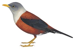 Chestnut Thrush - Turdus rubrocanus - Birds of the World