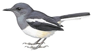 Oriental Magpie-Robin - Copsychus saularis - Birds of the World