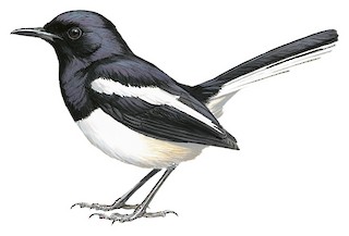 Oriental Magpie-Robin - Copsychus saularis - Birds of the World