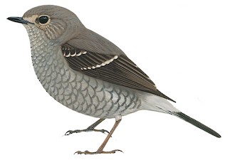 Plumbeous Redstart - Phoenicurus fuliginosus - Birds of the World