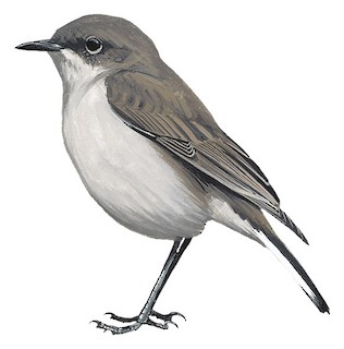 Moorland Chat - Pinarochroa sordida - Birds of the World