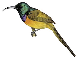 Nectariniidae - Sunbirds and Spiderhunters - Birds of the World