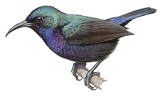Palestine Sunbird - Cinnyris osea - Birds of the World