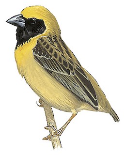 Ploceidae - Weavers and Allies - Birds of the World
