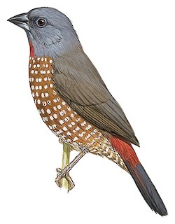 Estrildidae - Waxbills and Allies - Birds of the World