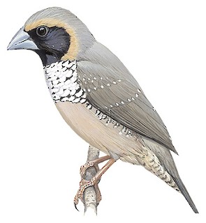 Estrildidae - Waxbills and Allies - Birds of the World