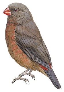 Mountain Firetail - Oreostruthus fuliginosus - Birds of the World
