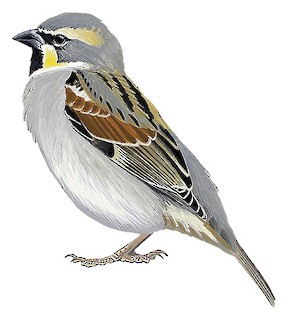 Dead Sea Sparrow - Passer moabiticus - Birds of the World