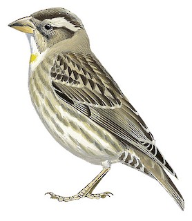 Passeridae - Old World Sparrows - Birds of the World