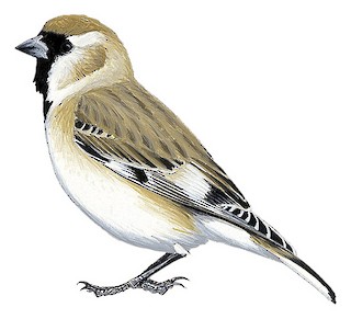 Passeridae - Old World Sparrows - Birds of the World