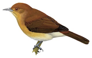 Passeridae - Old World Sparrows - Birds of the World