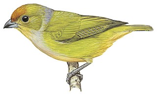 Orange-bellied Euphonia - Euphonia xanthogaster - Birds of the World