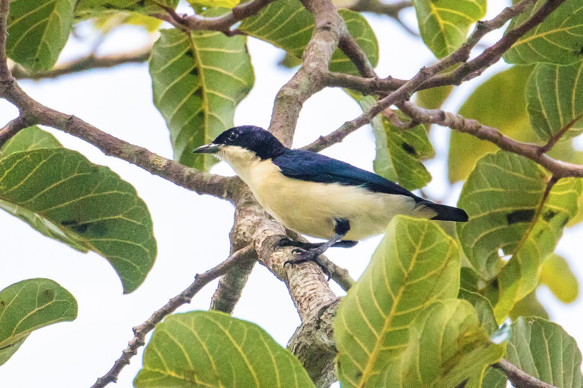 Violet-backed Hyliota - Hyliota violacea - Birds of the World
