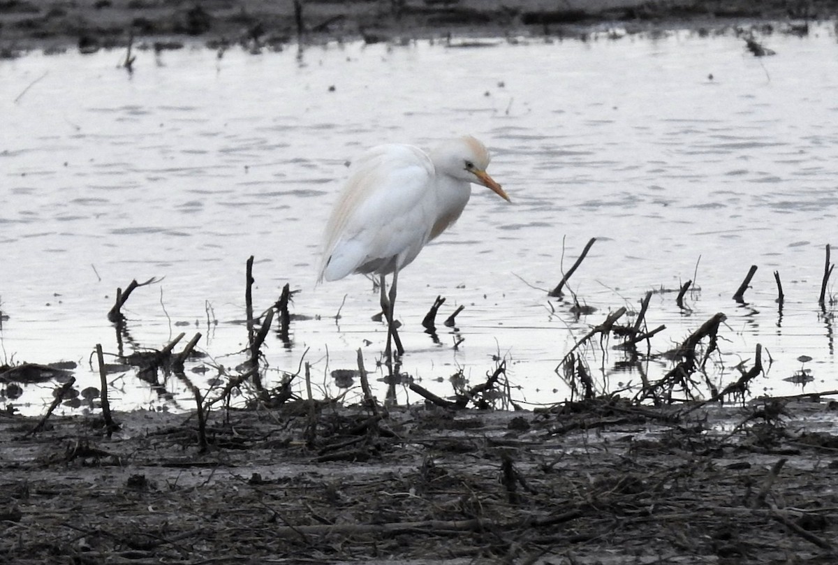eBird Checklist - 24 Apr 2019 - Limberlost Swamp Wetland Preserve ...