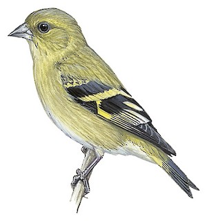 Andean Siskin - Spinus spinescens - Birds of the World