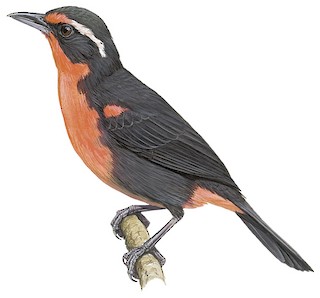 Rhodinocichlidae - Thrush-Tanager - Birds of the World