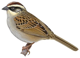 Passerellidae - New World Sparrows - Birds of the World
