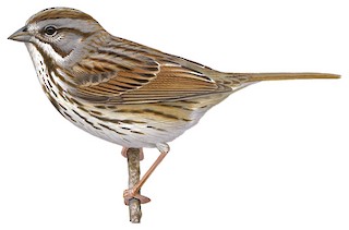 Passerellidae - New World Sparrows - Birds of the World