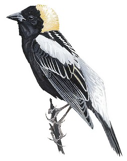Icteridae - Troupials and Allies - Birds of the World