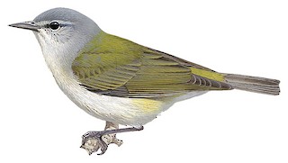 Parulidae - New World Warblers - Birds of the World