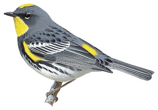 Sistematização - Yellow-rumped Warbler - Setophaga coronata - Birds of ...