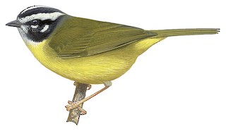 Parulidae - New World Warblers - Birds of the World