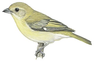 Western Spindalis - Spindalis zena - Birds of the World