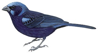 Blue Bunting - Cyanocompsa parellina - Birds of the World