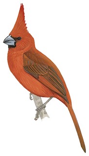 Cardinalidae - Cardinals and Allies - Birds of the World
