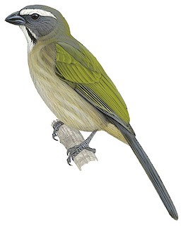 Green-winged Saltator - Saltator similis - Birds of the World