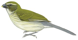 Streaked Saltator - Saltator striatipectus - Birds of the World