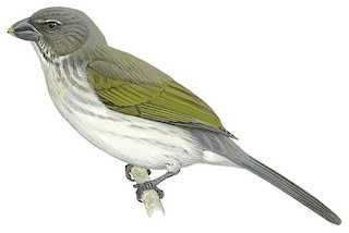 Streaked Saltator - Saltator striatipectus - Birds of the World