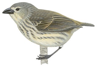 Woodpecker Finch - Camarhynchus pallidus - Birds of the World