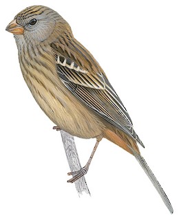 Plain-colored Seedeater - Catamenia inornata - Birds of the World